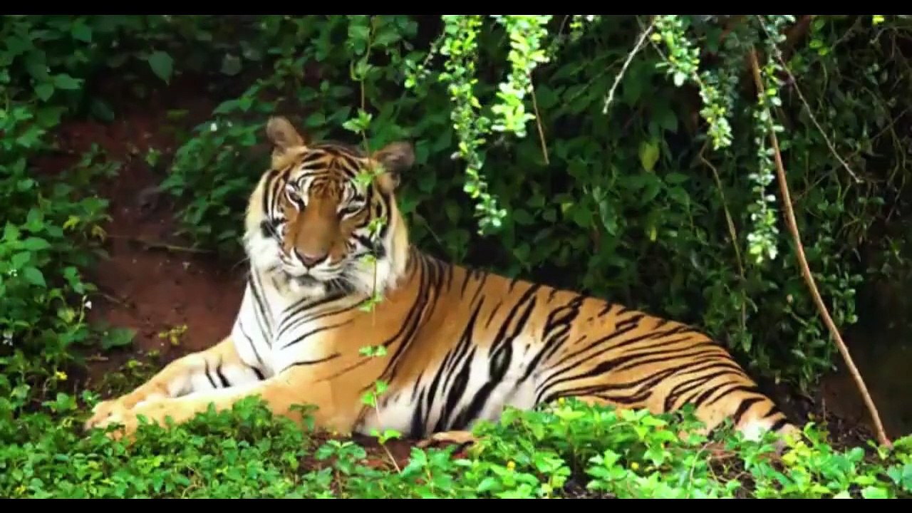 INDIA WILDLIFE - video Dailymotion