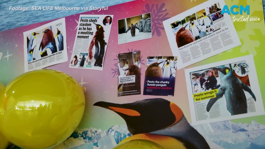 Pesto the viral penguin celebrates first birthday | The Standard ...