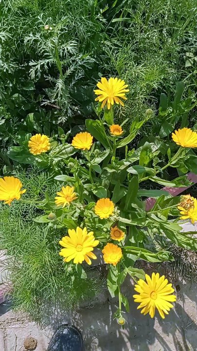 Yellow flowers - video Dailymotion