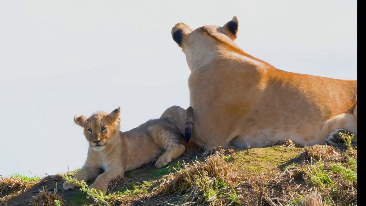 Adorable Baby Animals - Exploring the Amazing World Of Young Animals ...