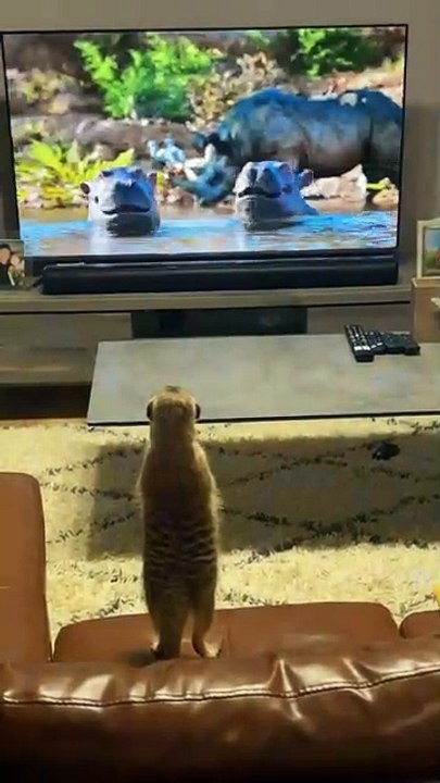 El viral del año: un suricato ‘Timón’ se emociona así viendo la ...