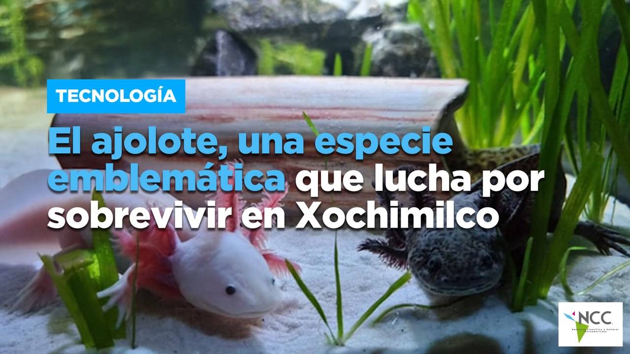El ajolote, una especie emblemática que lucha por sobrevivir en ...