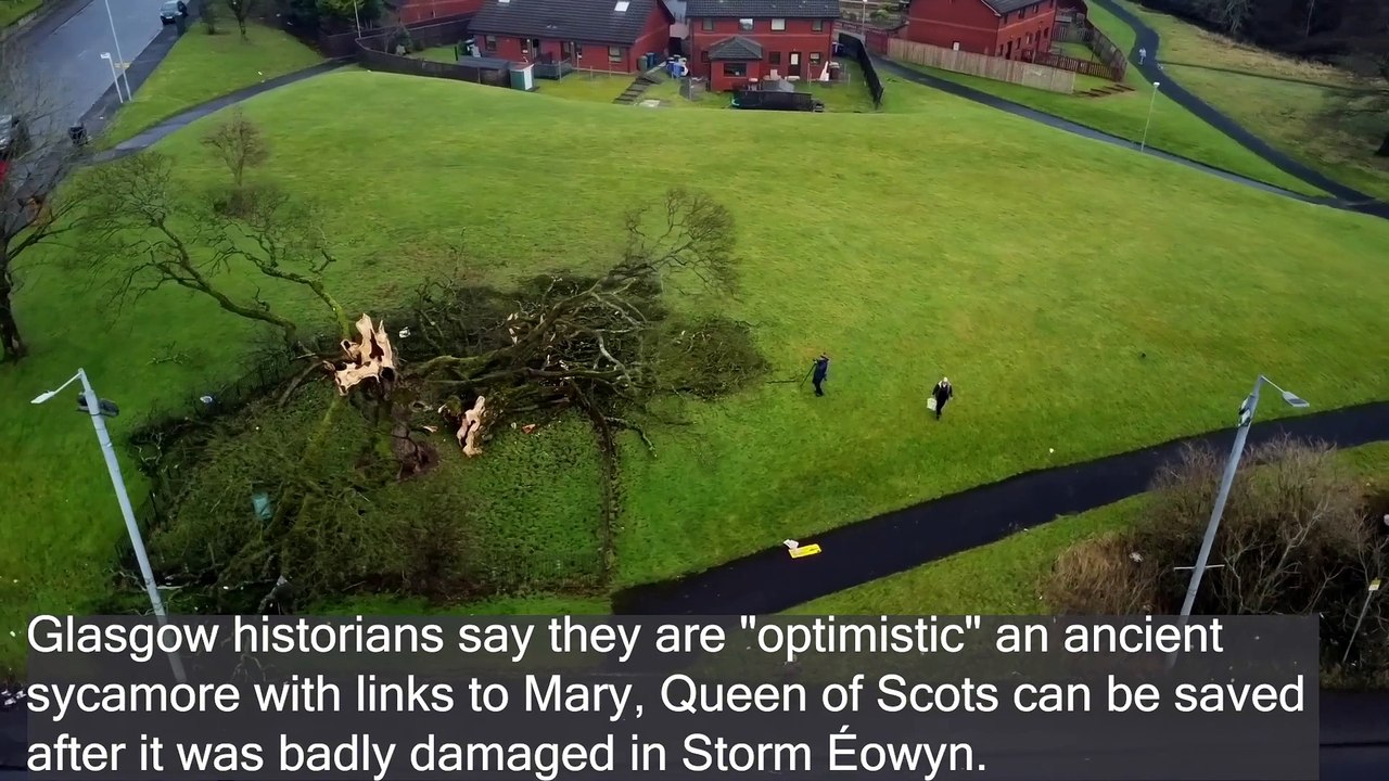 Darnley Sycamore - Historians 'optimistic' ancient tree will survive ...
