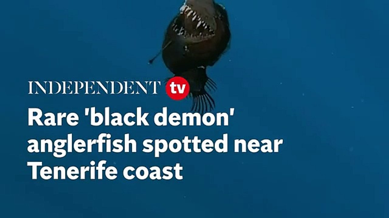 Is this the first ever recorded sighting of ‘black demon’ fish in broad ...