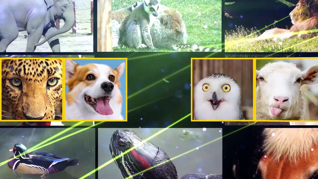 Espèces éteintes et autres faits étonnants sur les animaux - video ...