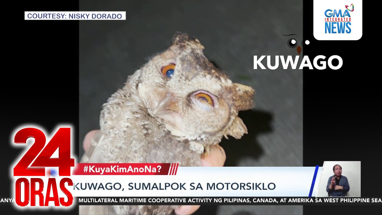 Kuwago, sumalpok sa motorsiklo | 24 Oras - video Dailymotion