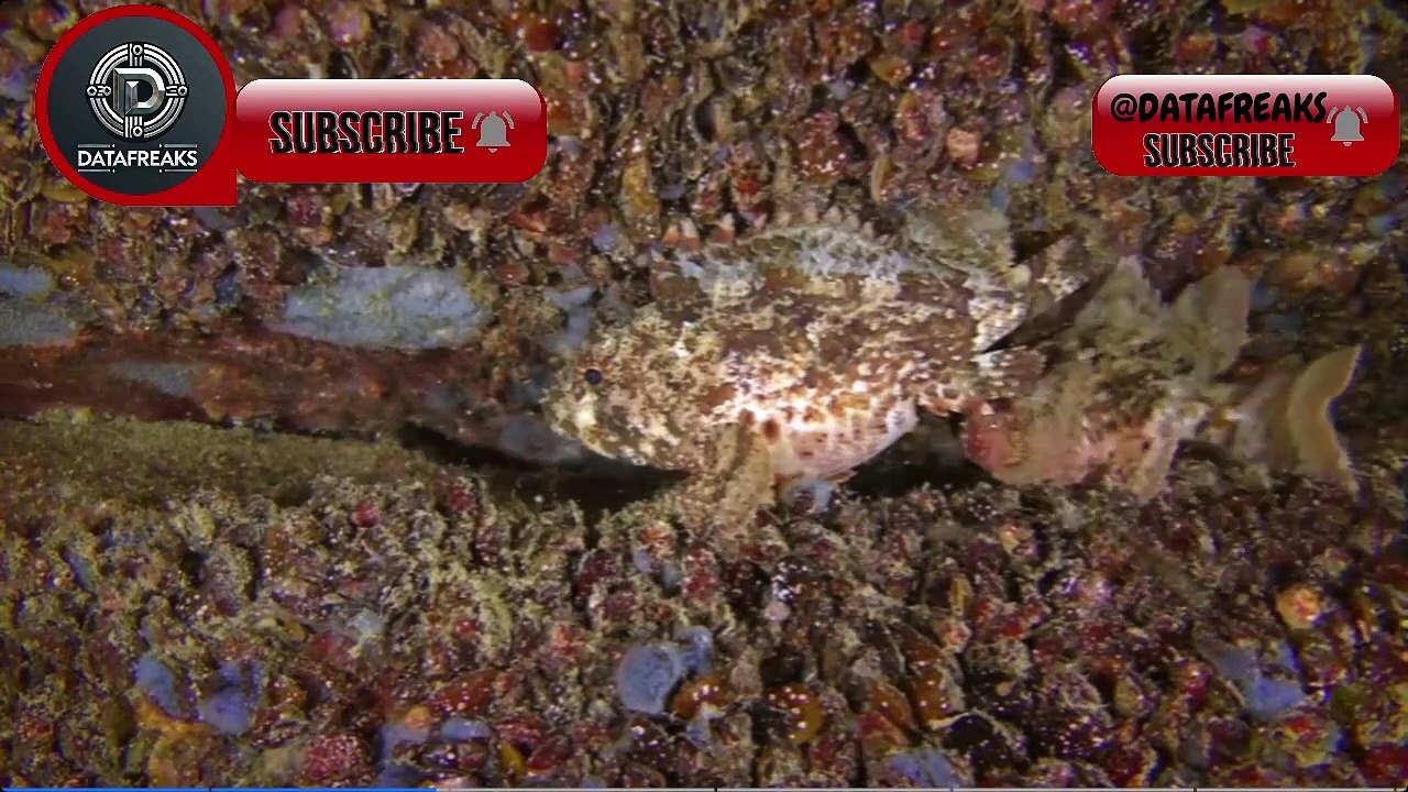 The Mysterious Black Devil Fish: A Rare Surface Sighting! - Vídeo ...