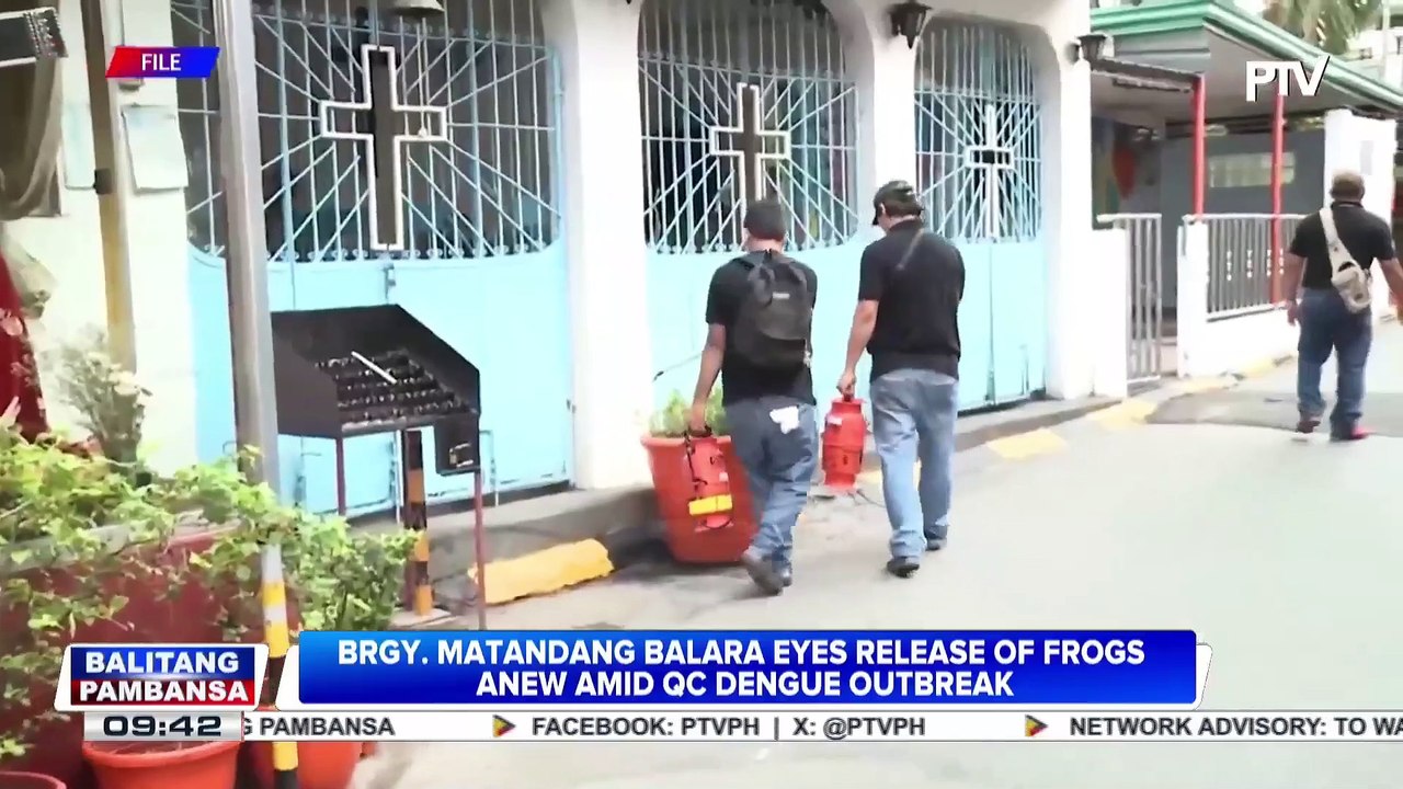Brgy. Matandang Balara eyes release of frogs anew amid QC dengue ...