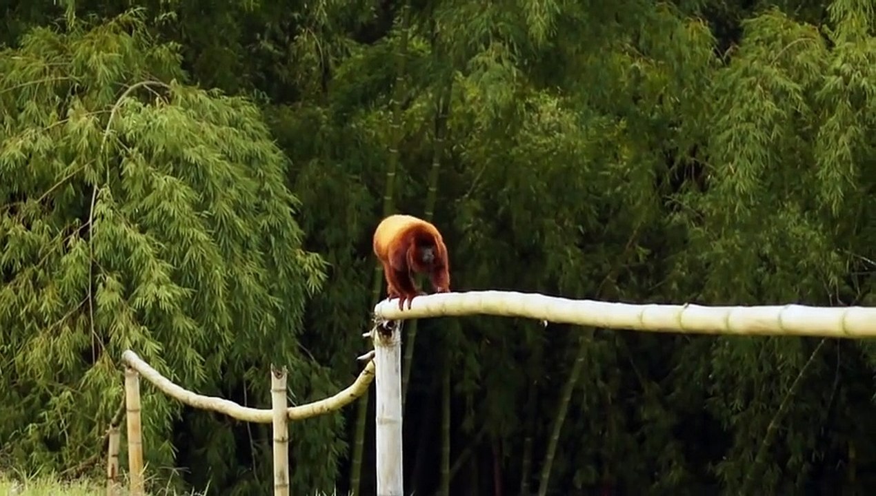 Animal life., - video Dailymotion