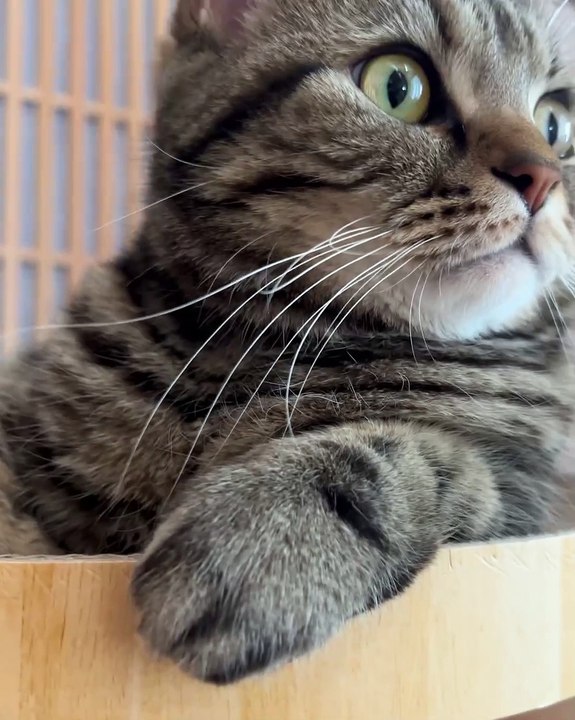 🌟 Get ready to pounce into the paws-itively adorable world of # ...