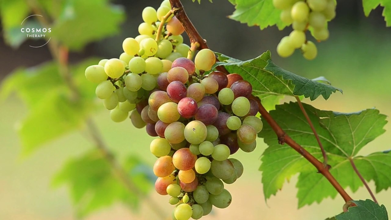 A Documentary About Grapes | Amazing Facts You Need to Know! - video ...
