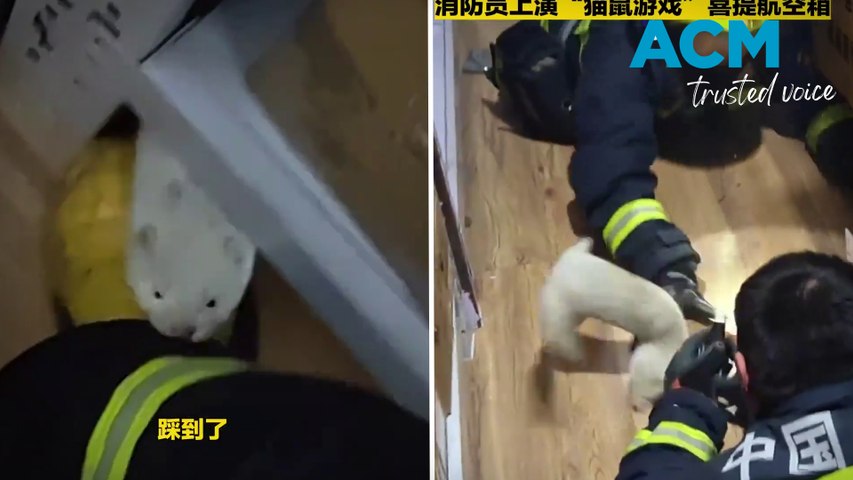 Ferret vs Firies: Mischievous critter outsmarts firefighters in China ...