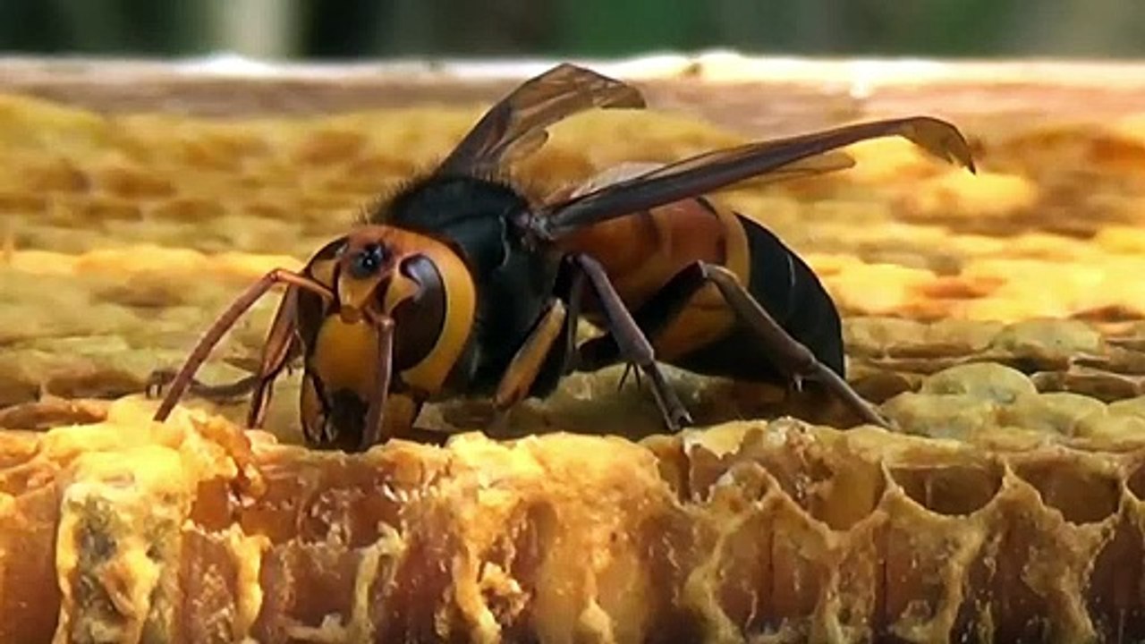 Bees Scream When Murder Hornet Cousins Attack - video Dailymotion