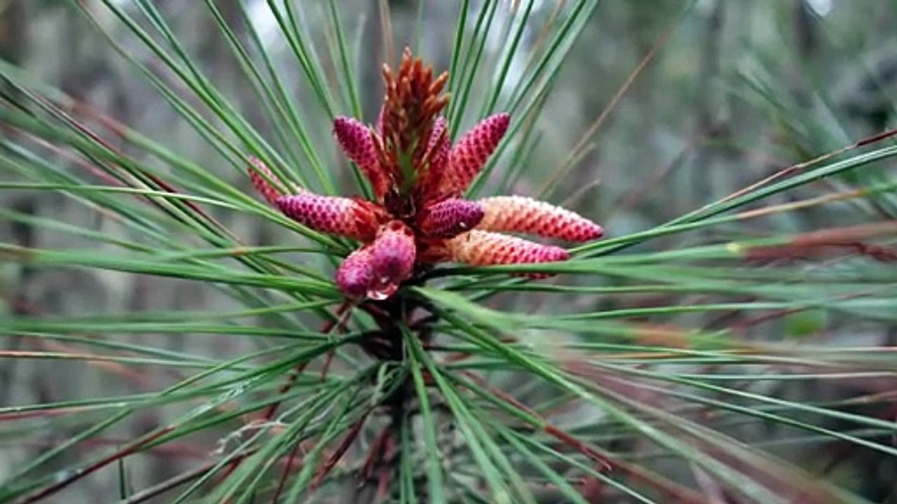 El pino criollo / Pinus occidentalis - Vídeo Dailymotion