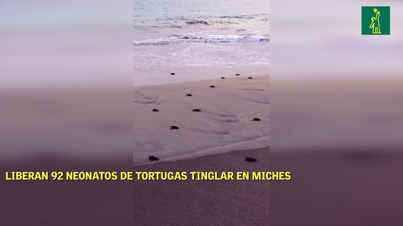 Liberan 92 neonatos de tortugas tinglar en playas de Miches e Higüey ...