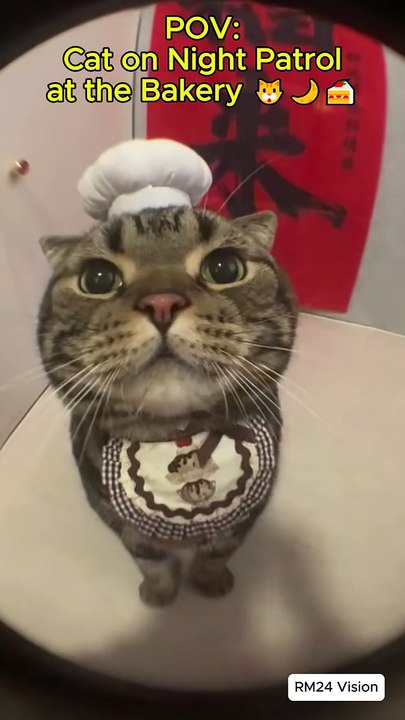 🐱🌙 Night Shift Cat – Bakery Guardian Caught in Action! 🍰👀 #CatOnDuty # ...