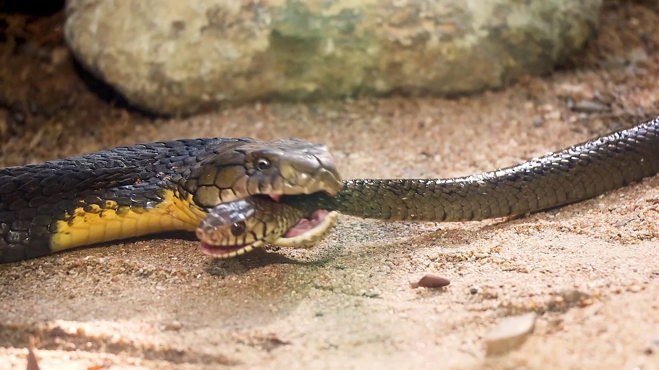 King Cobra Eating Another Snake in the Wild - Cobra Snake🐍 - video ...
