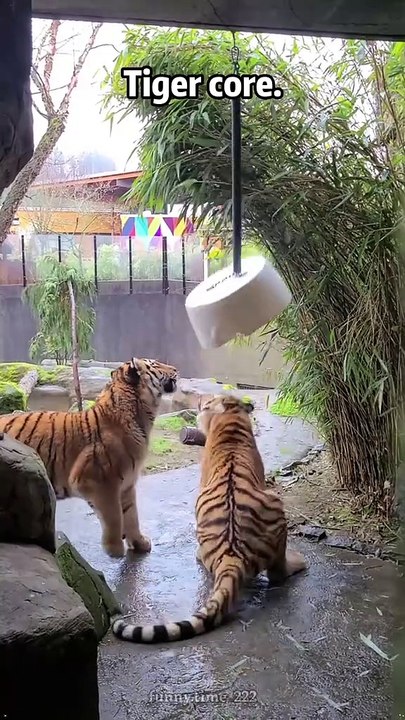Tiger Core - video Dailymotion