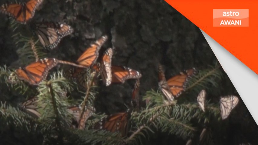 Populasi spesis rama rama terancam mula meningkat | Astro Awani