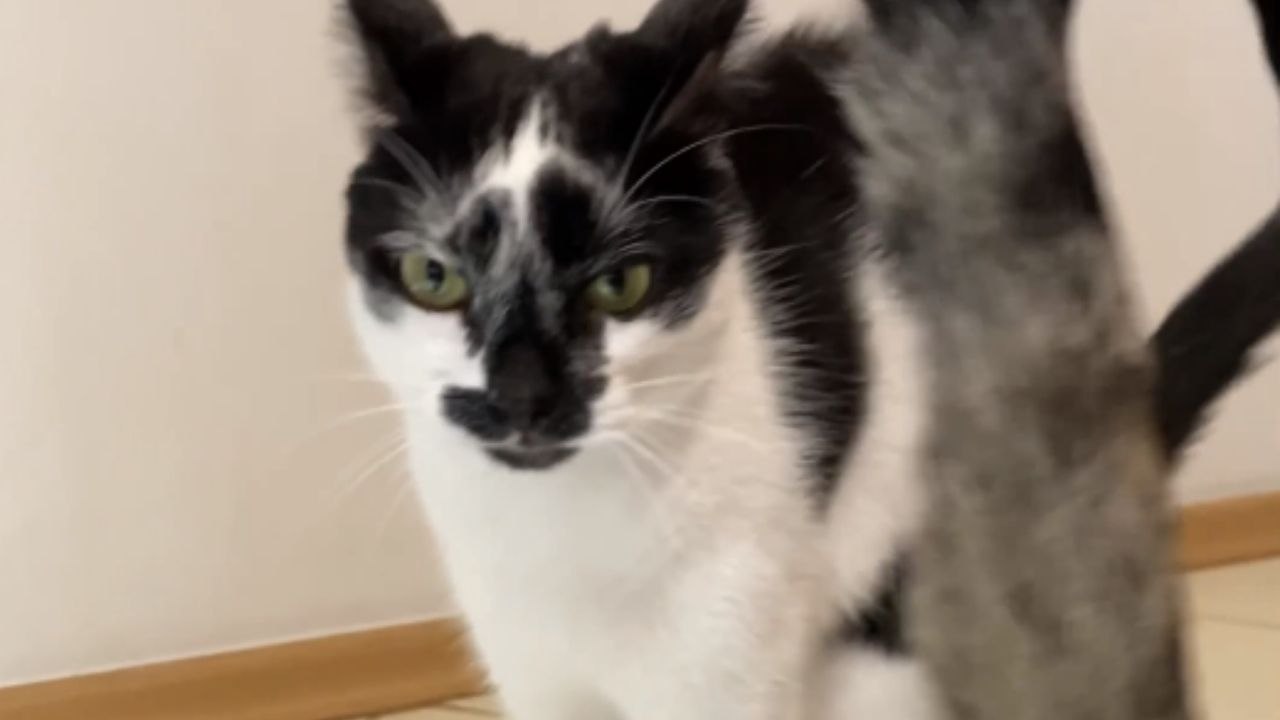 Cute cat loves to stomp its feet on the plastic bag *Hilarious Cat ...