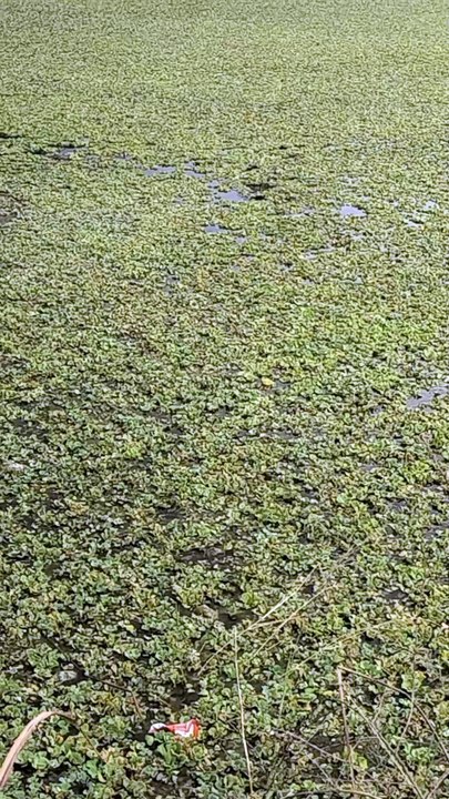 Nature #shorts #reels - video Dailymotion