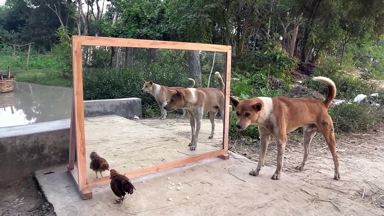 Angry dogs vs mirror reaction _ Funny dogs fighting mirror _ Amazing ...