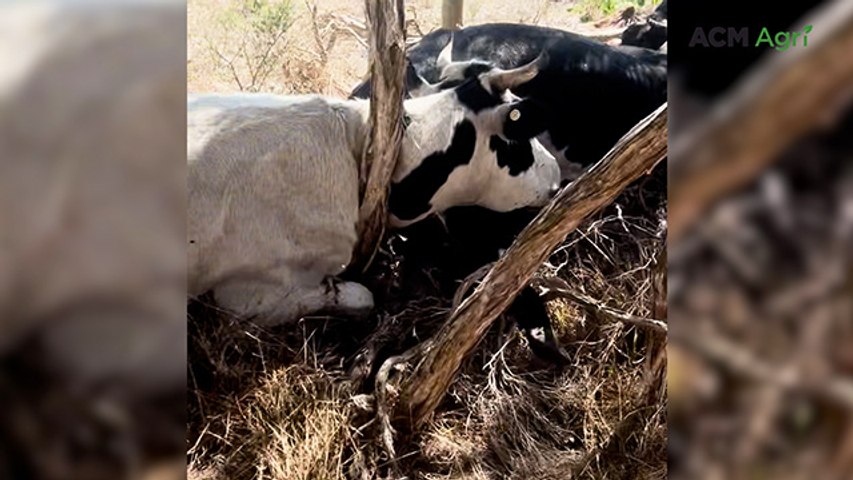 Video shows 14 dead cattle dumped on roadside verge in Victoria's east ...