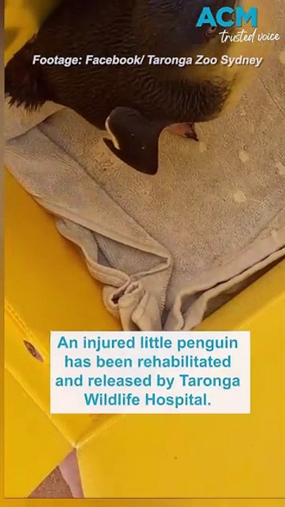 Injured little penguin gets new lease on life after surgery - video ...