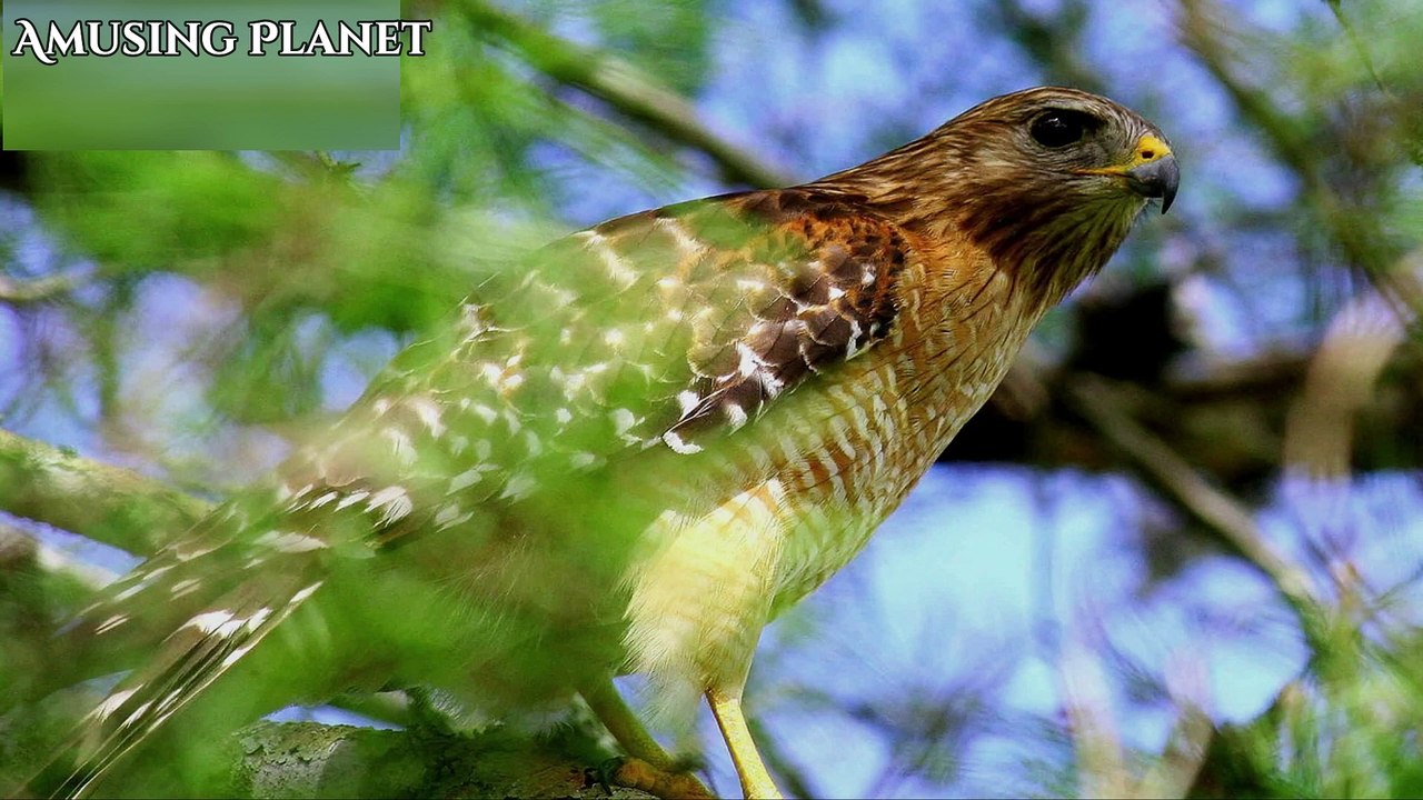 Hawk Sound Effects - video Dailymotion