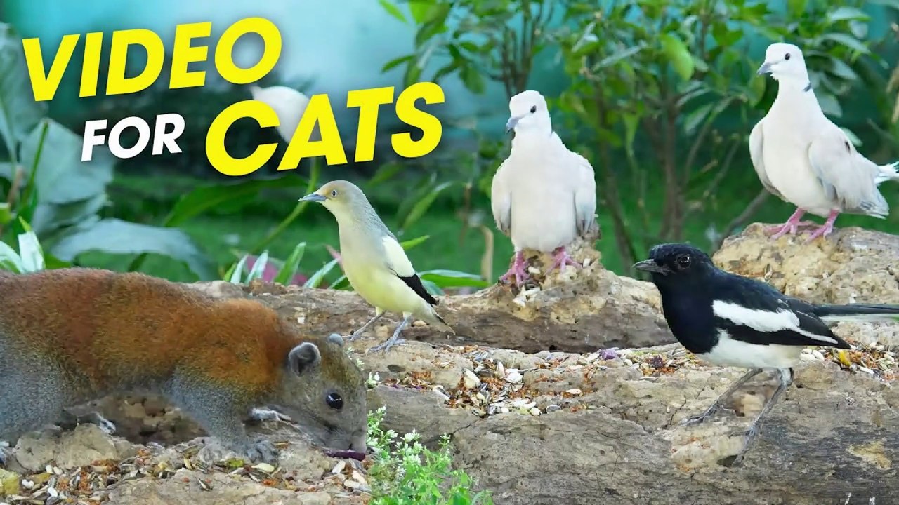 Fun And Engaging Bird Video Designed To Entertain And Calm Your Cat ...