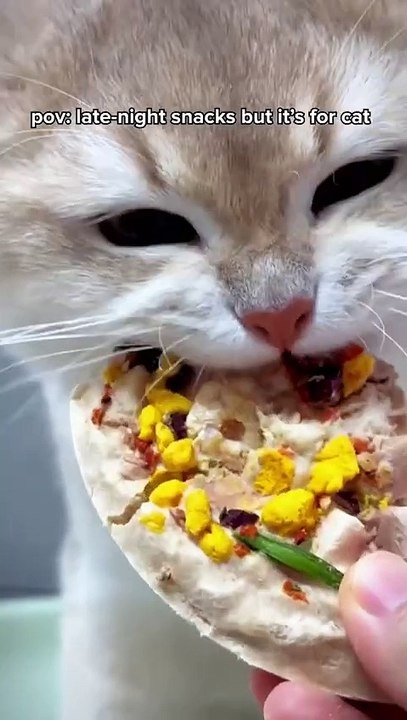 The_cat_is_eating_better_than_me…(480p) - video Dailymotion