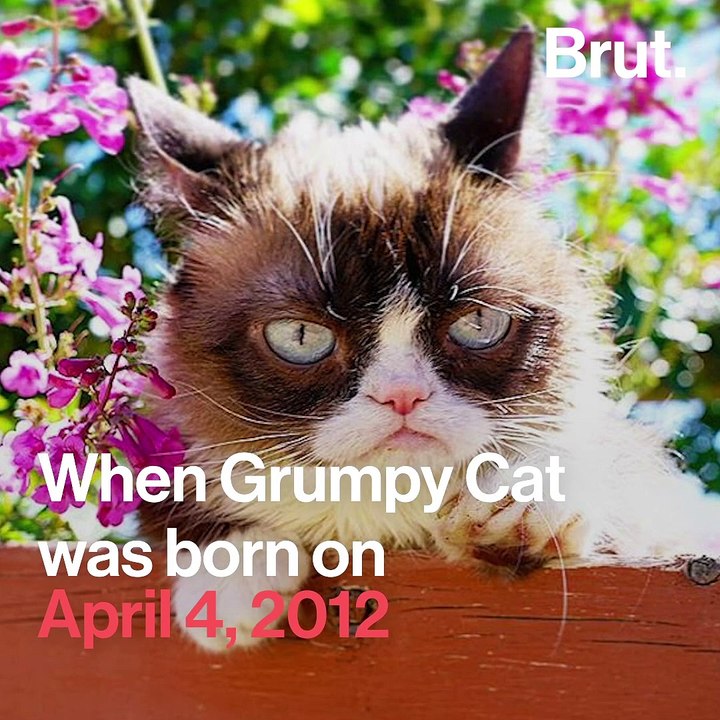 RIP Grumpy Cat - video Dailymotion