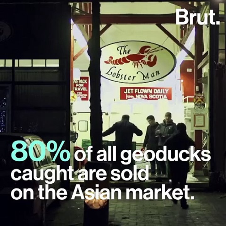 The Pacific geoduck is central to a flourishing industry - video ...