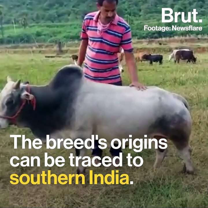 Meet the world's smallest cow - video Dailymotion