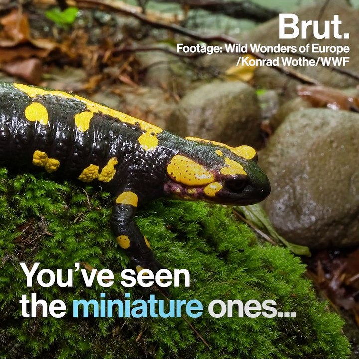 The Chinese salamander is the world's largest amphibian - video Dailymotion