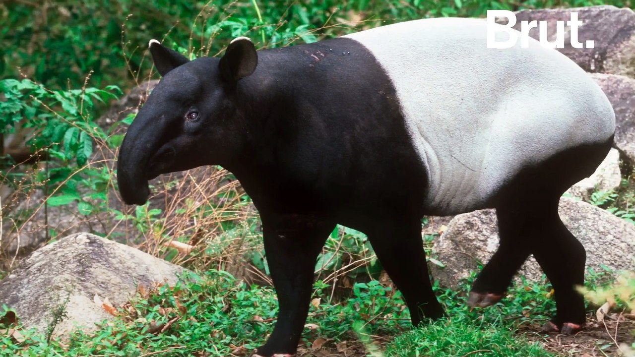 The largest tapir in the world - video Dailymotion