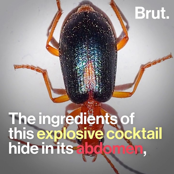 The bombardier beetle ejects a hot chemical spray - video Dailymotion