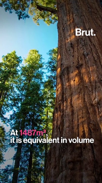 General Sherman: the largest living organism in the world - video ...