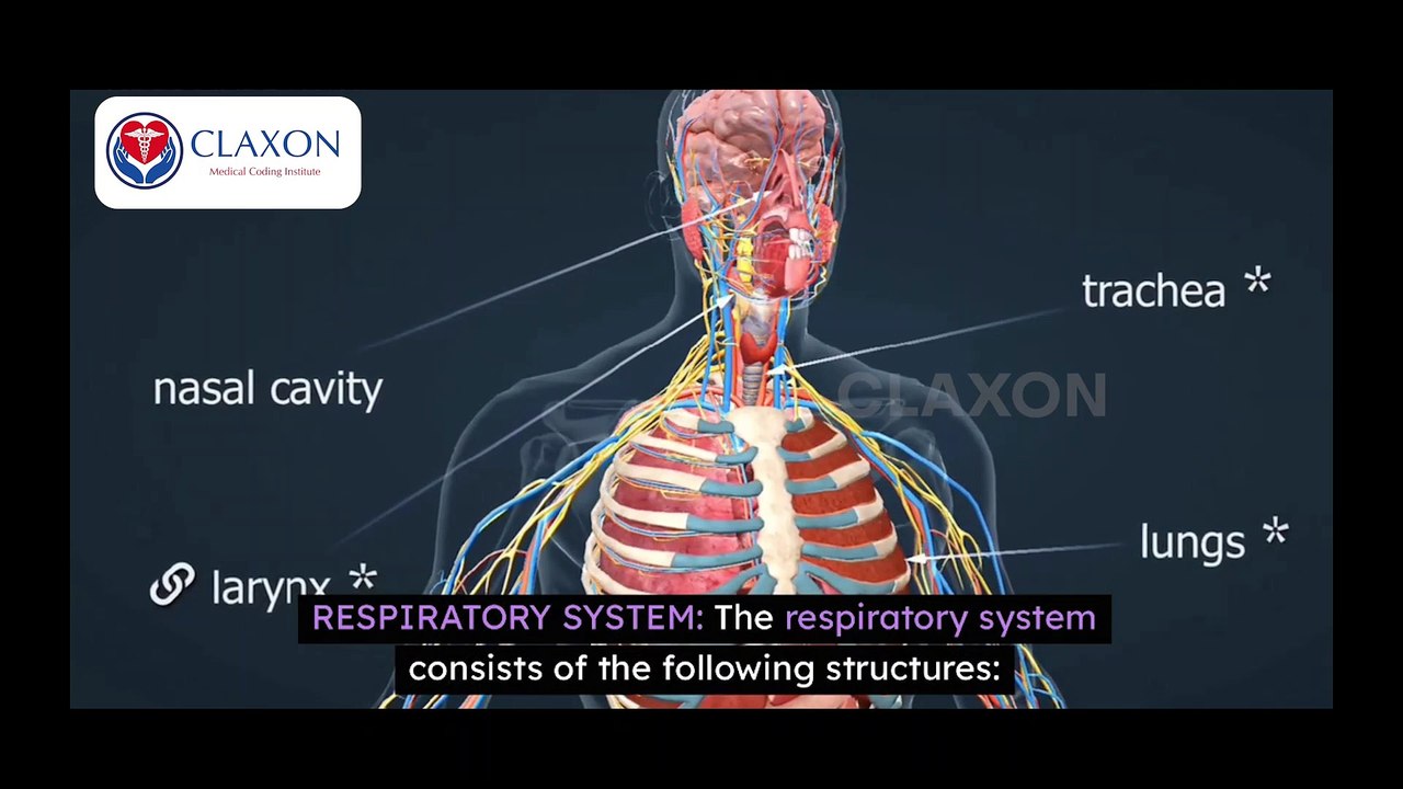 "How the Respiratory System Works! | Human Body Explained" - video ...