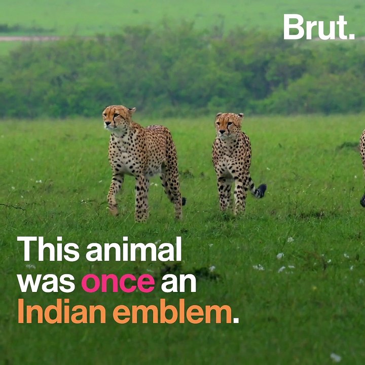 India's Wild Plan To Bring Cheetahs Back - video Dailymotion