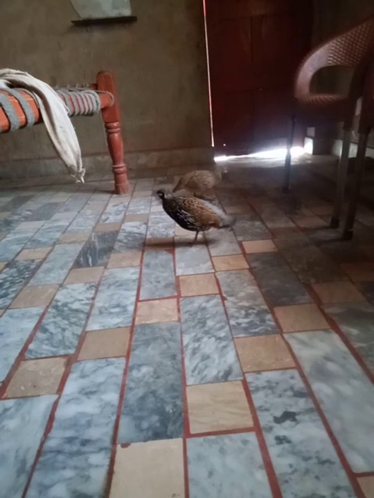 Kala titar aur dasi madi - video Dailymotion