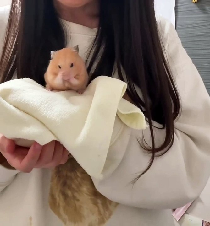🌟 Welcome to the ultimate hamster haven! 🐹 In today’s video, we’re ...