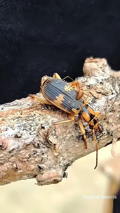 Aggressive Fire Ants Fight Acid Spitting Beetles 😱 tropical insects ...