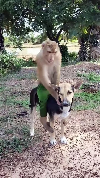 Monkey with doge - video Dailymotion