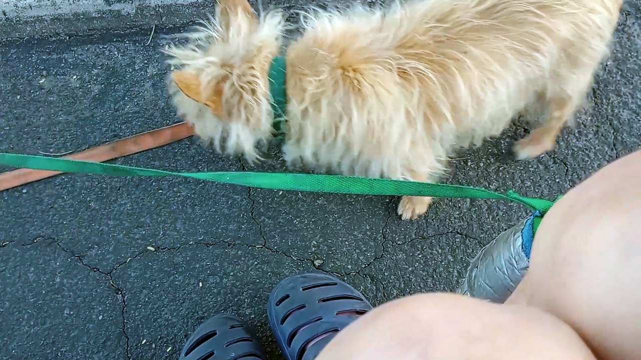 Kiko ChaCha pausing during sections of the doggie walk today moseying ...
