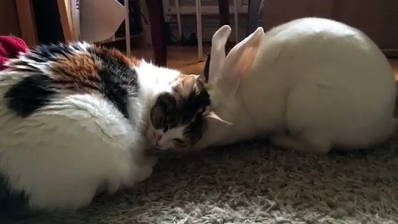 🐱🐰 Welcome to the ultimate cuddle fest with our adorable CatsAndBunnies ...