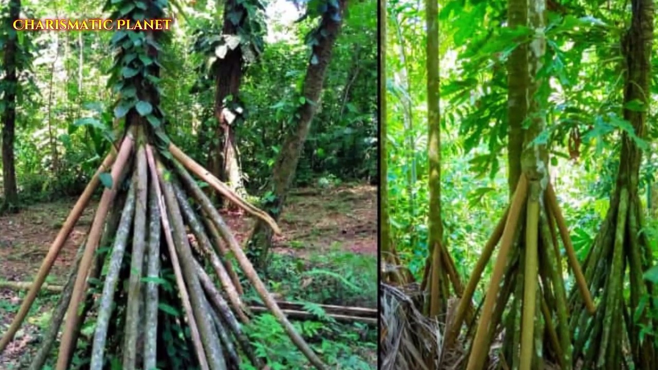 Socratea Exorrhiza – The Mysterious Walking Palm Tree of the Rainforest ...