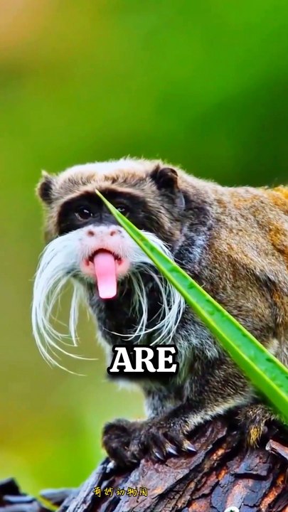 Mind blowing animal facts about camel,golden poison frog and pudu deer ...