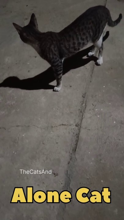 Is Cat Okay to be alone | Can a solo cat be happy | #cat #alone #happy ...