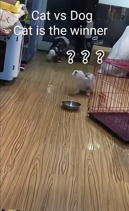 Cat vs Dog "Cat is winner" - video Dailymotion